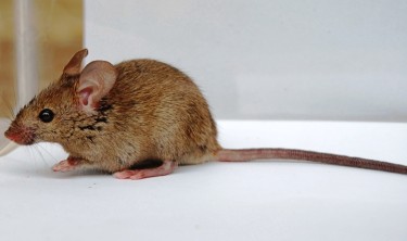 El Hanta Virus, una enfermedad típica del verano y que se puede prevenir