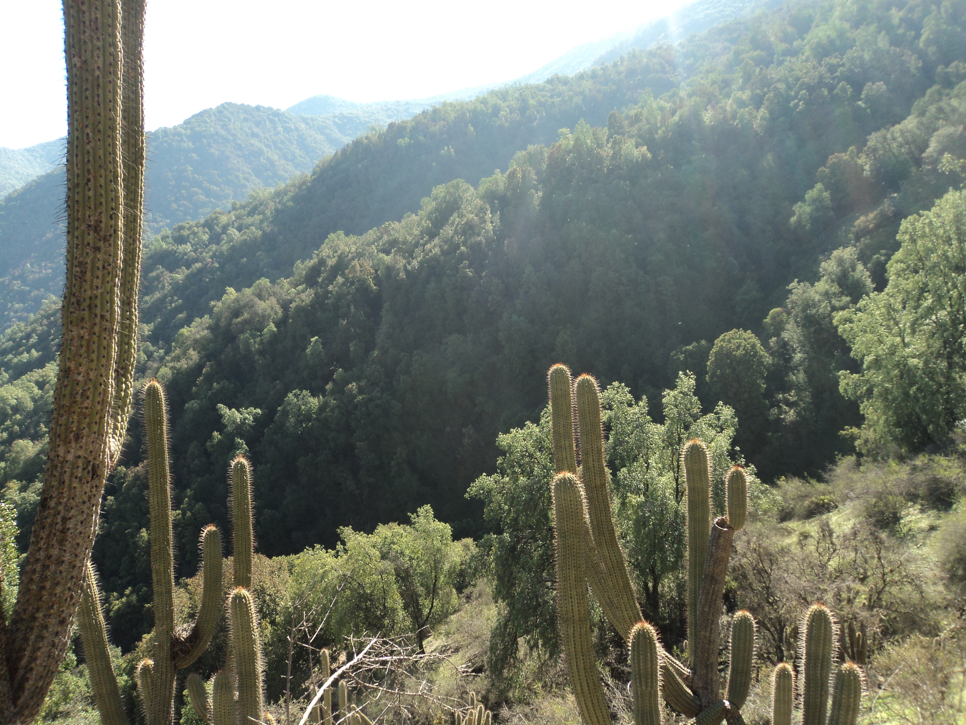 Más de 4 mil 380 millones de pesos se invertirá en cuidados de bosques ...