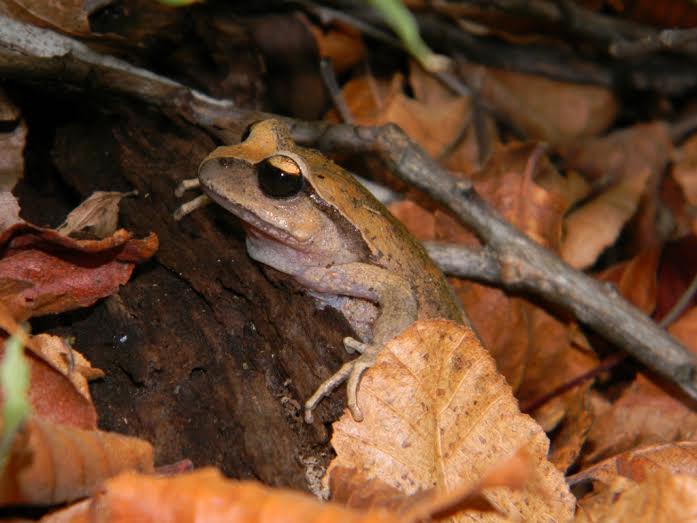 Descubren nueva especie de la fauna en la región: El sapito de Cantillana