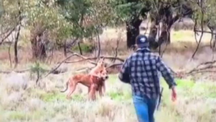 [VIDEO] Hombre le pega un combo a canguro para salvar perro