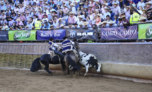 El festejo íntimo de los ganadores del Campeonato Nacional de Rodeo